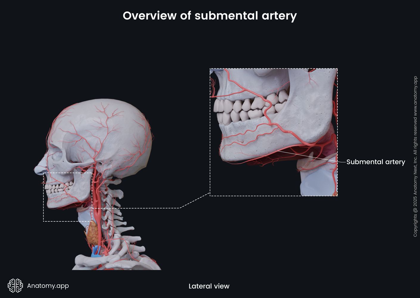 Submental artery | Anatomy.app