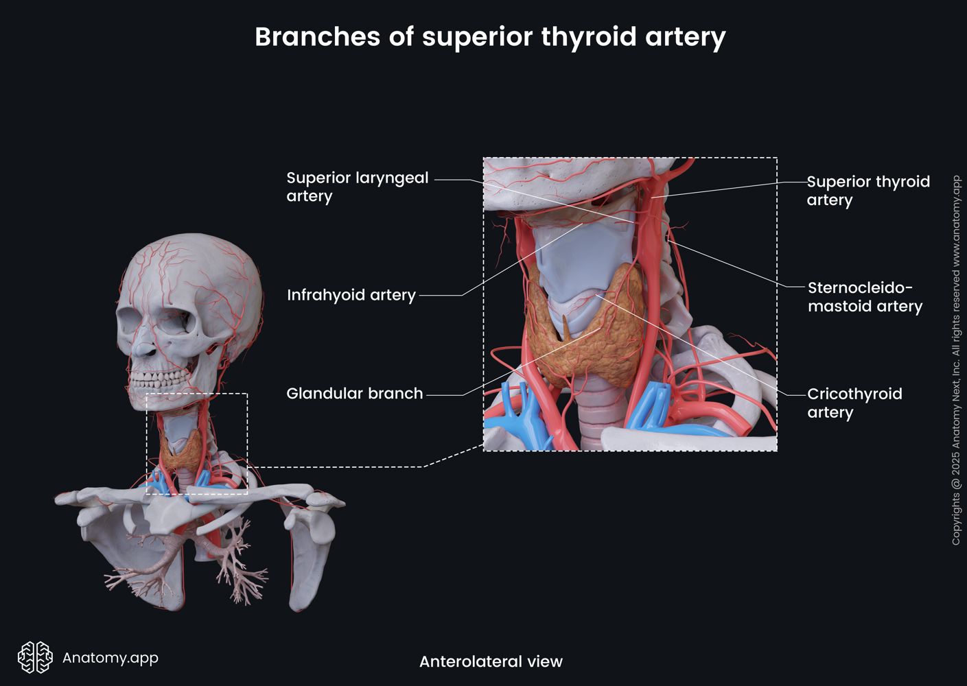 External carotid artery | Anatomy.app