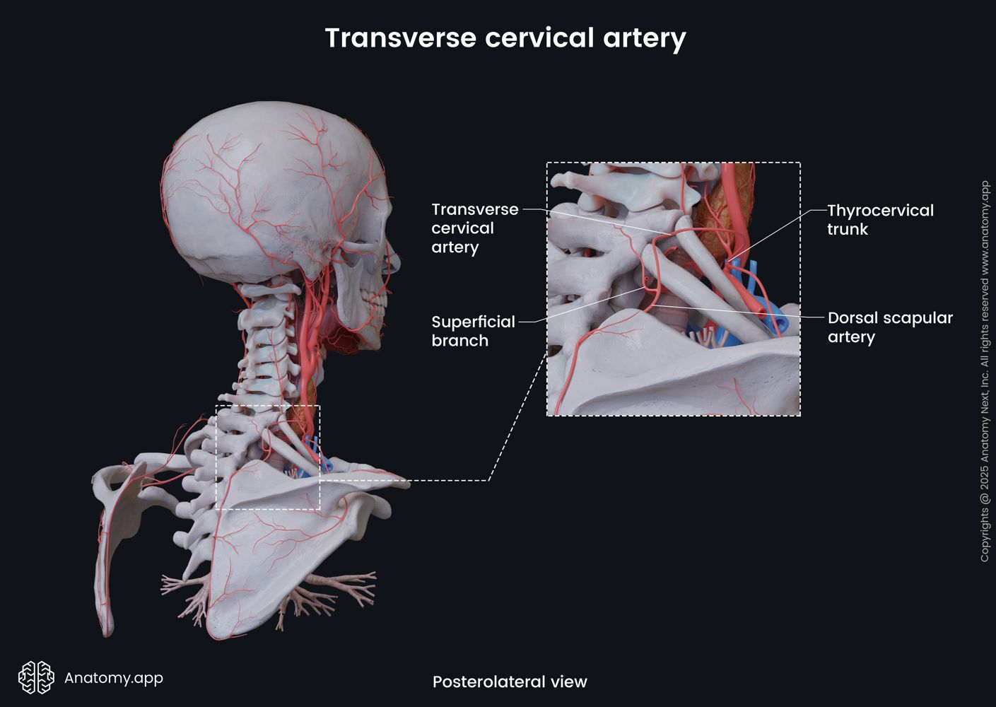 Subclavian artery | Anatomy.app