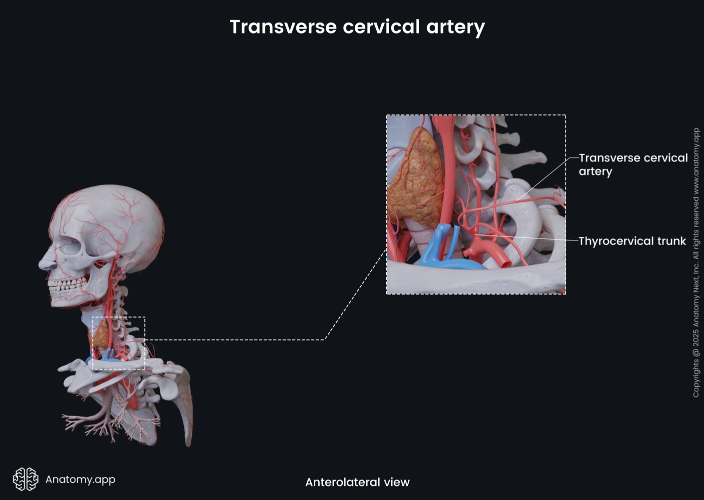 Transverse cervical artery | Anatomy.app