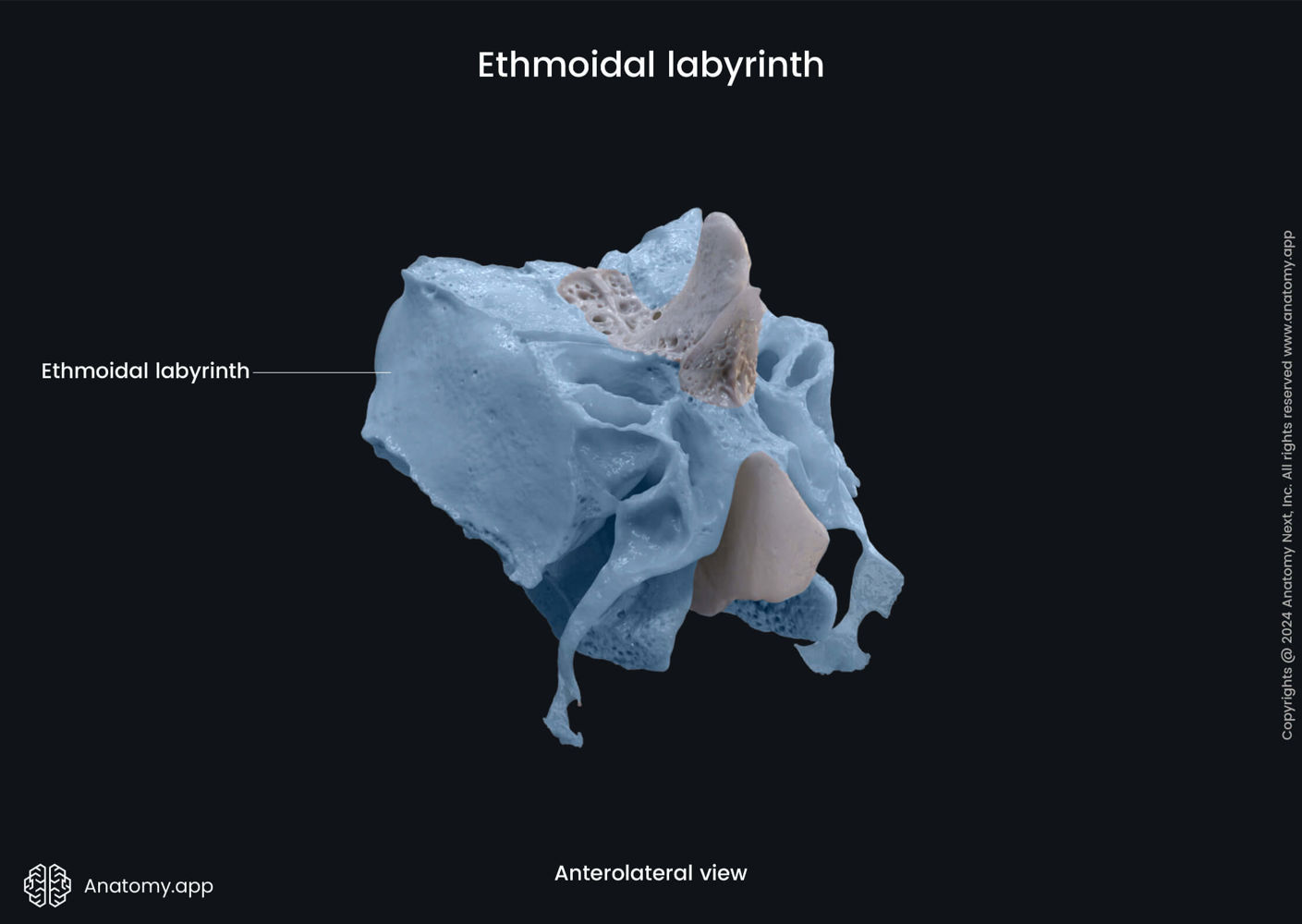 Ethmoid bone | Anatomy.app