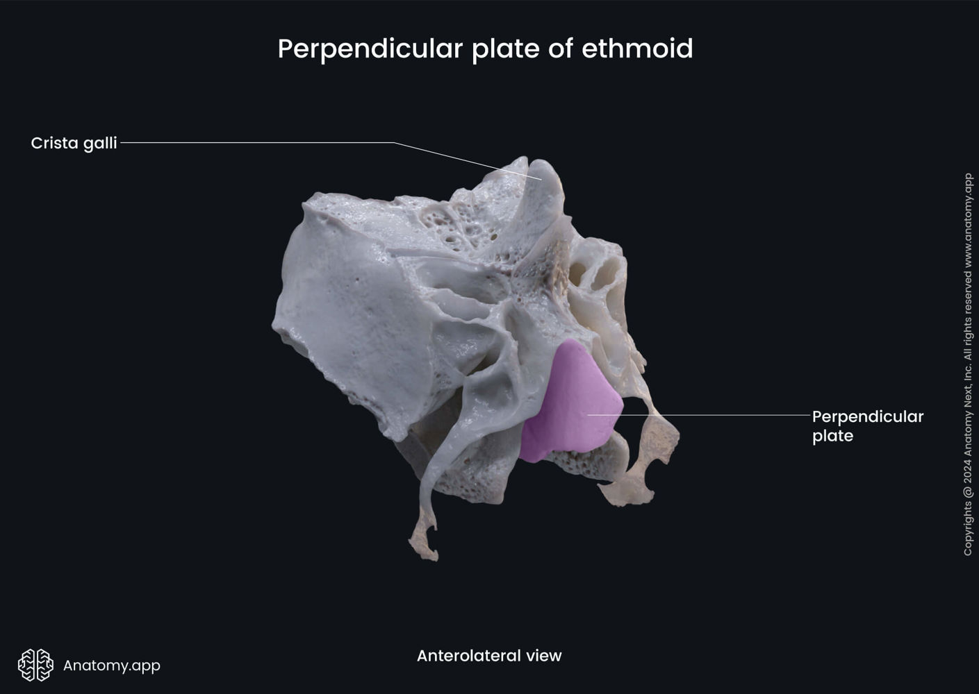 Ethmoid bone | Anatomy.app