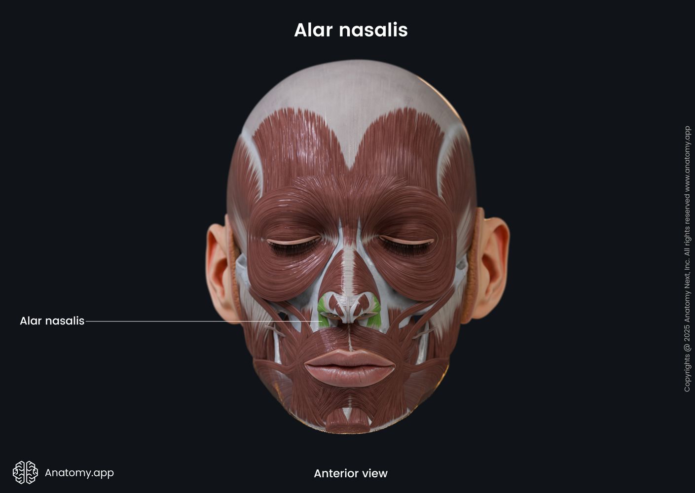 Alar nasalis | Anatomy.app