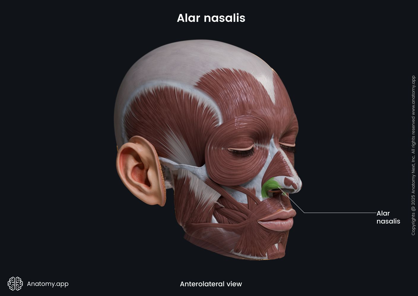 Alar nasalis | Anatomy.app