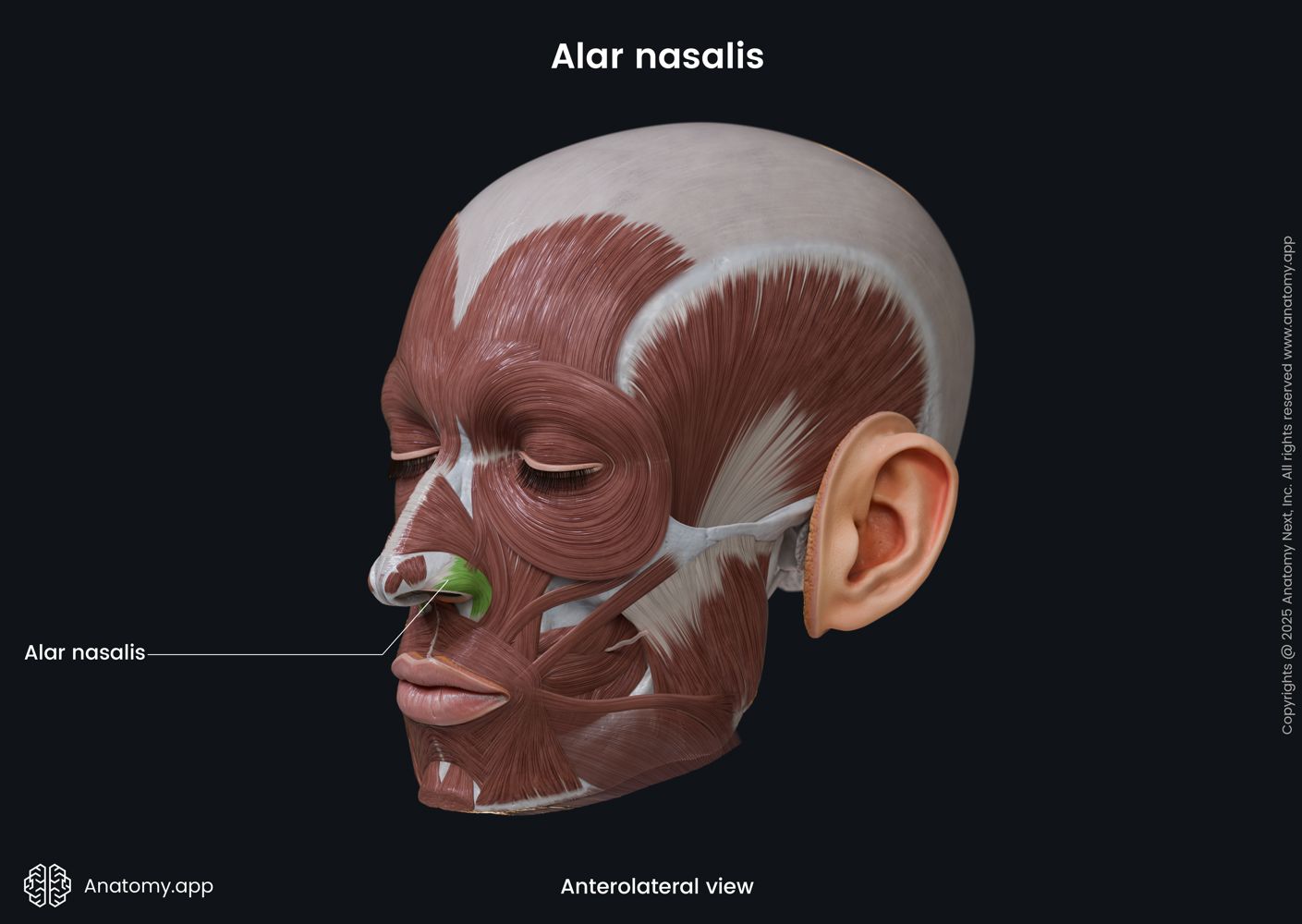 Alar nasalis | Anatomy.app