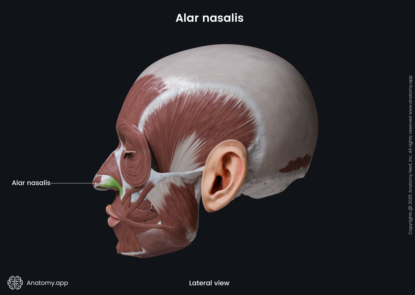 Alar nasalis | Anatomy.app