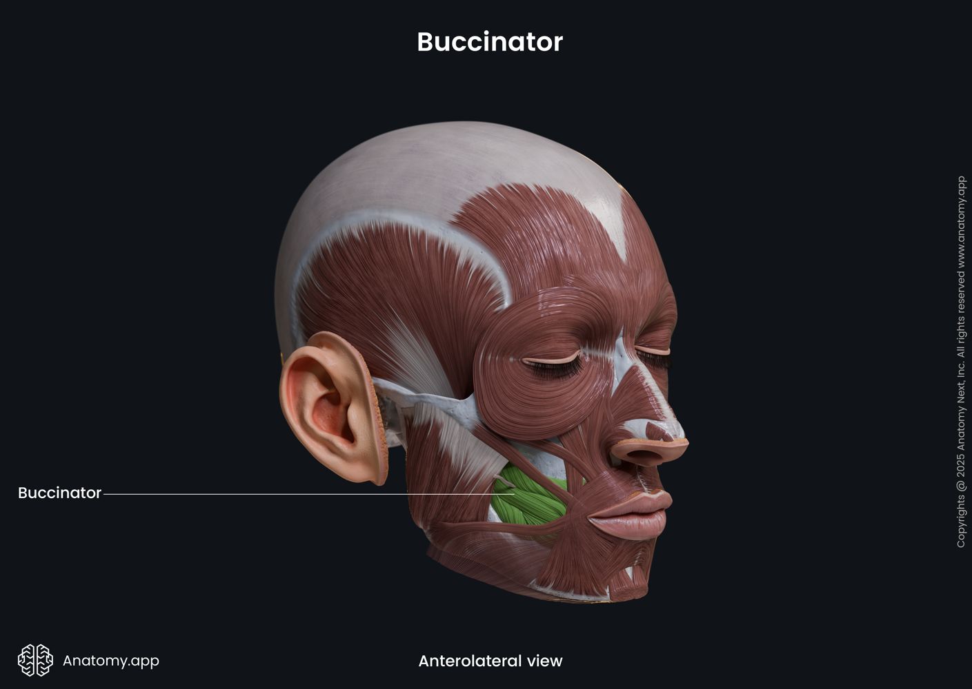 Buccinator | Anatomy.app