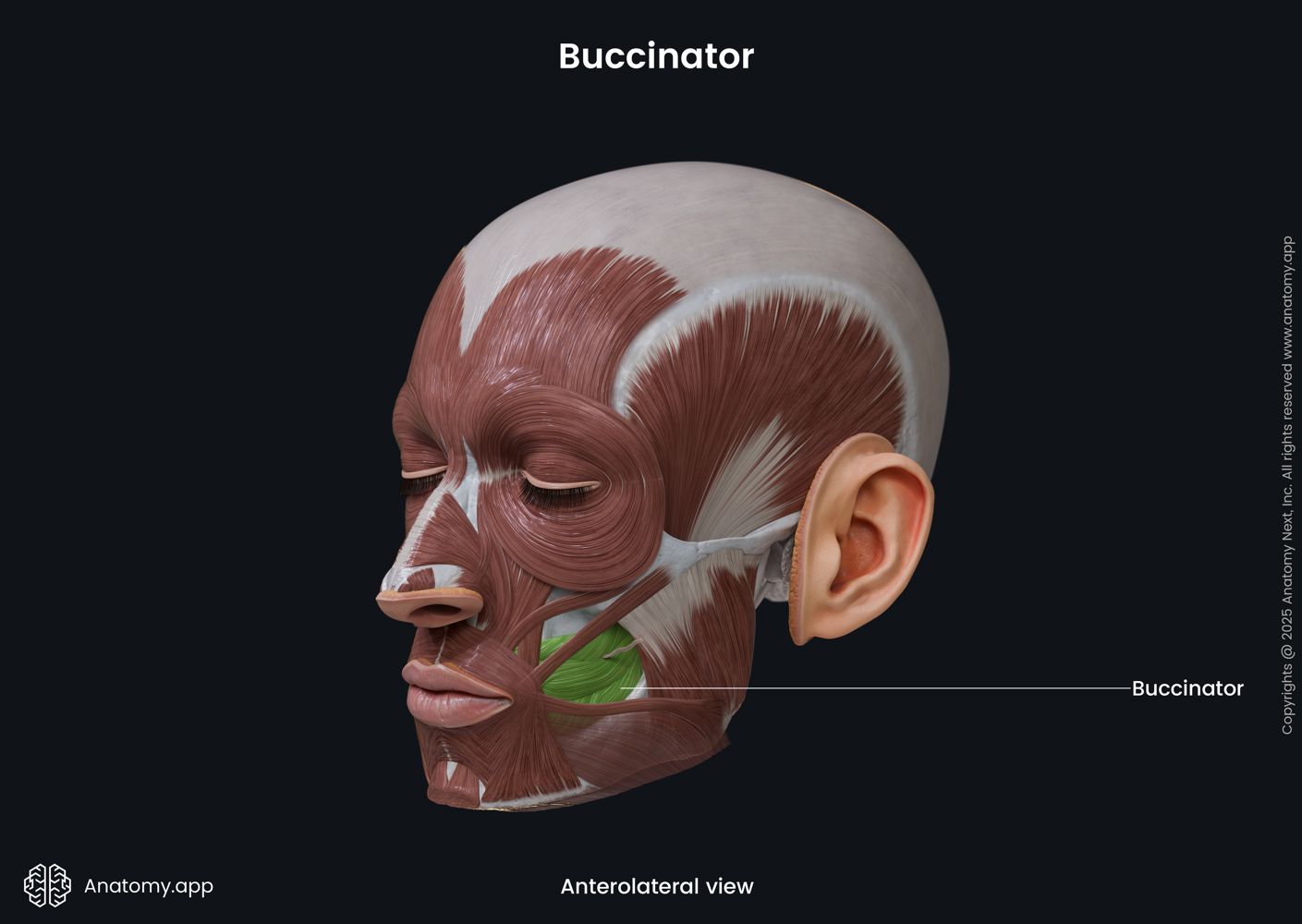Buccinator | Anatomy.app