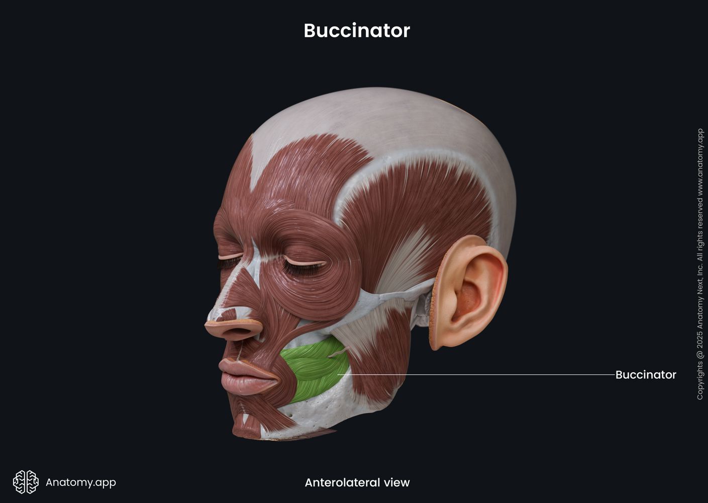 Buccinator | Anatomy.app