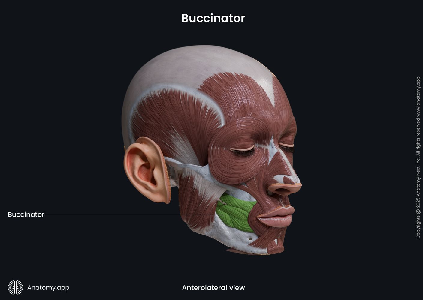 Buccinator | Anatomy.app