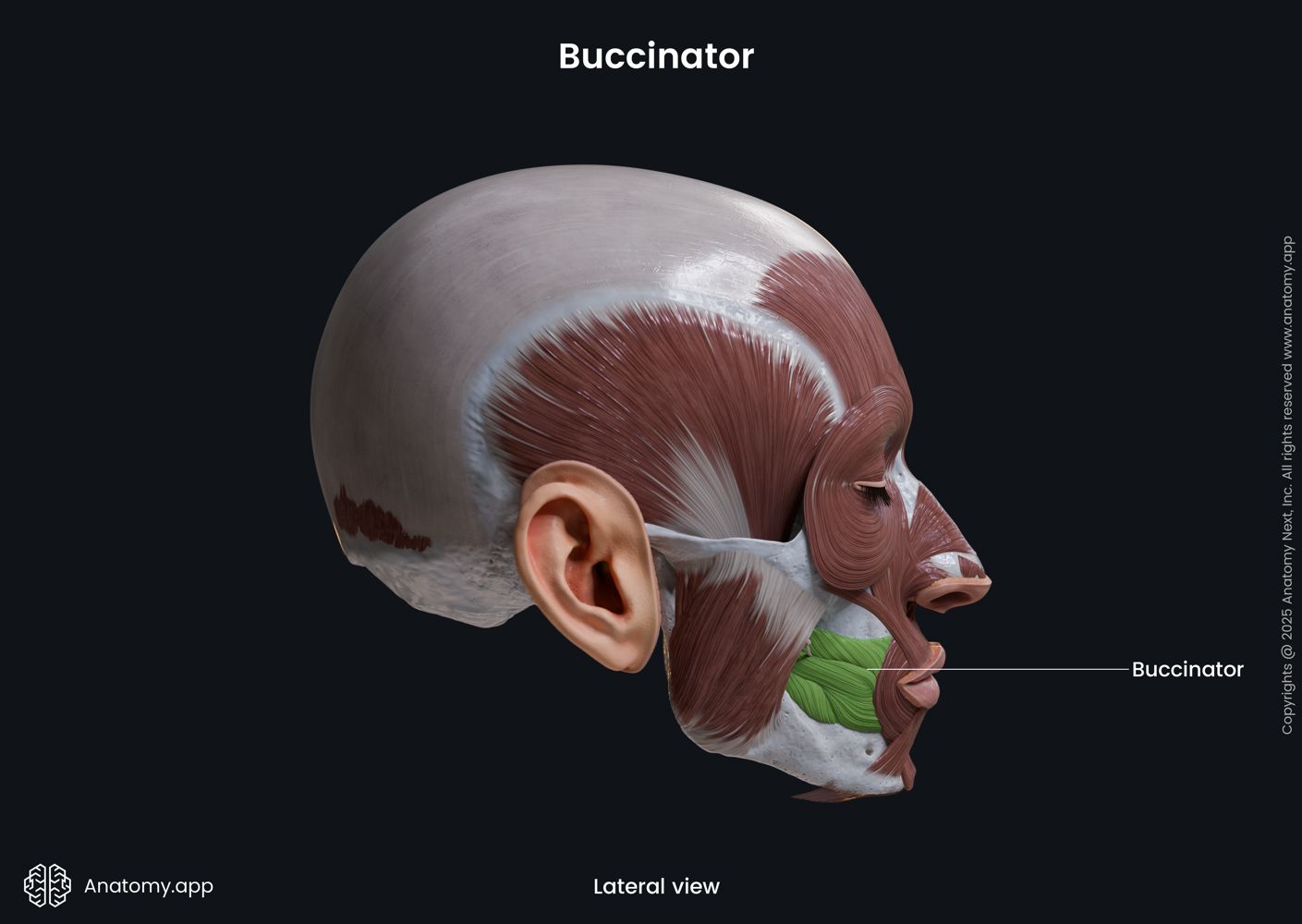 Buccinator Anatomy app Buccinator Anatomy app