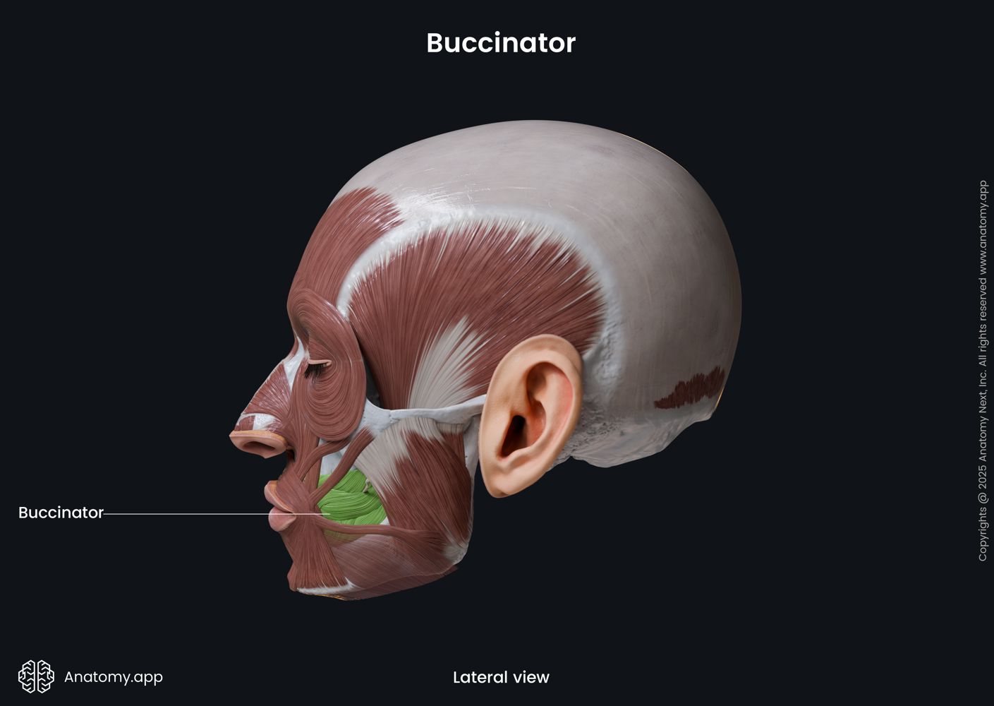 Buccinator Anatomy app Buccinator Anatomy app