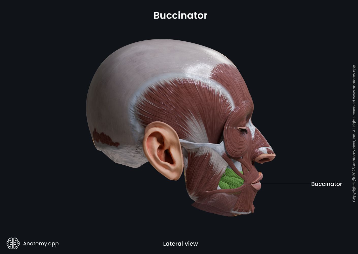 Buccinator | Anatomy.app