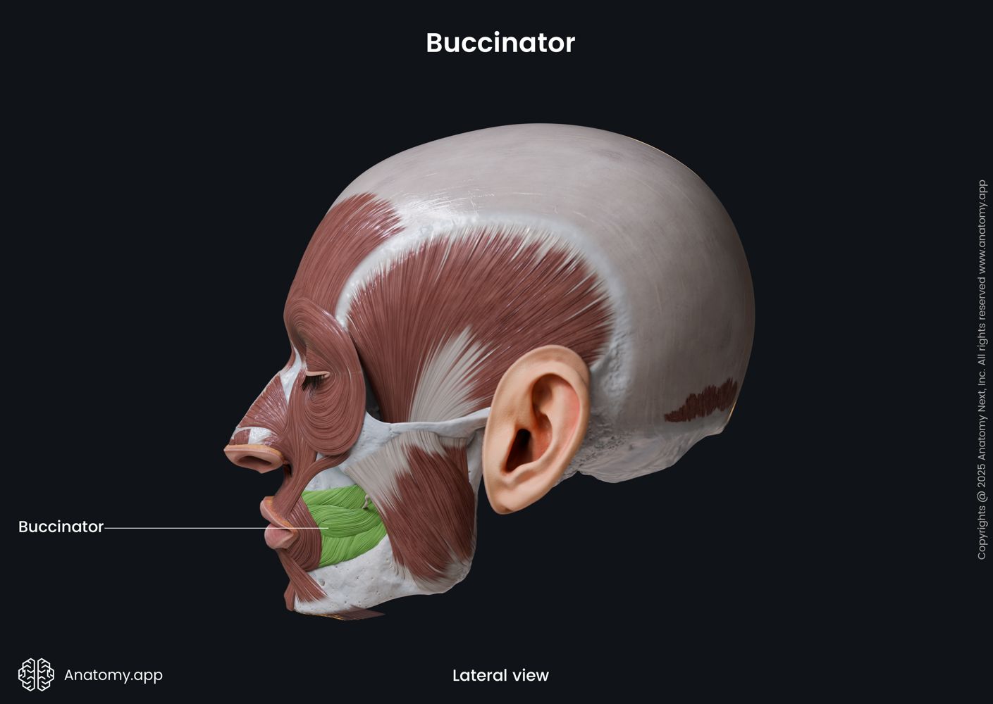 Buccinator | Anatomy.app