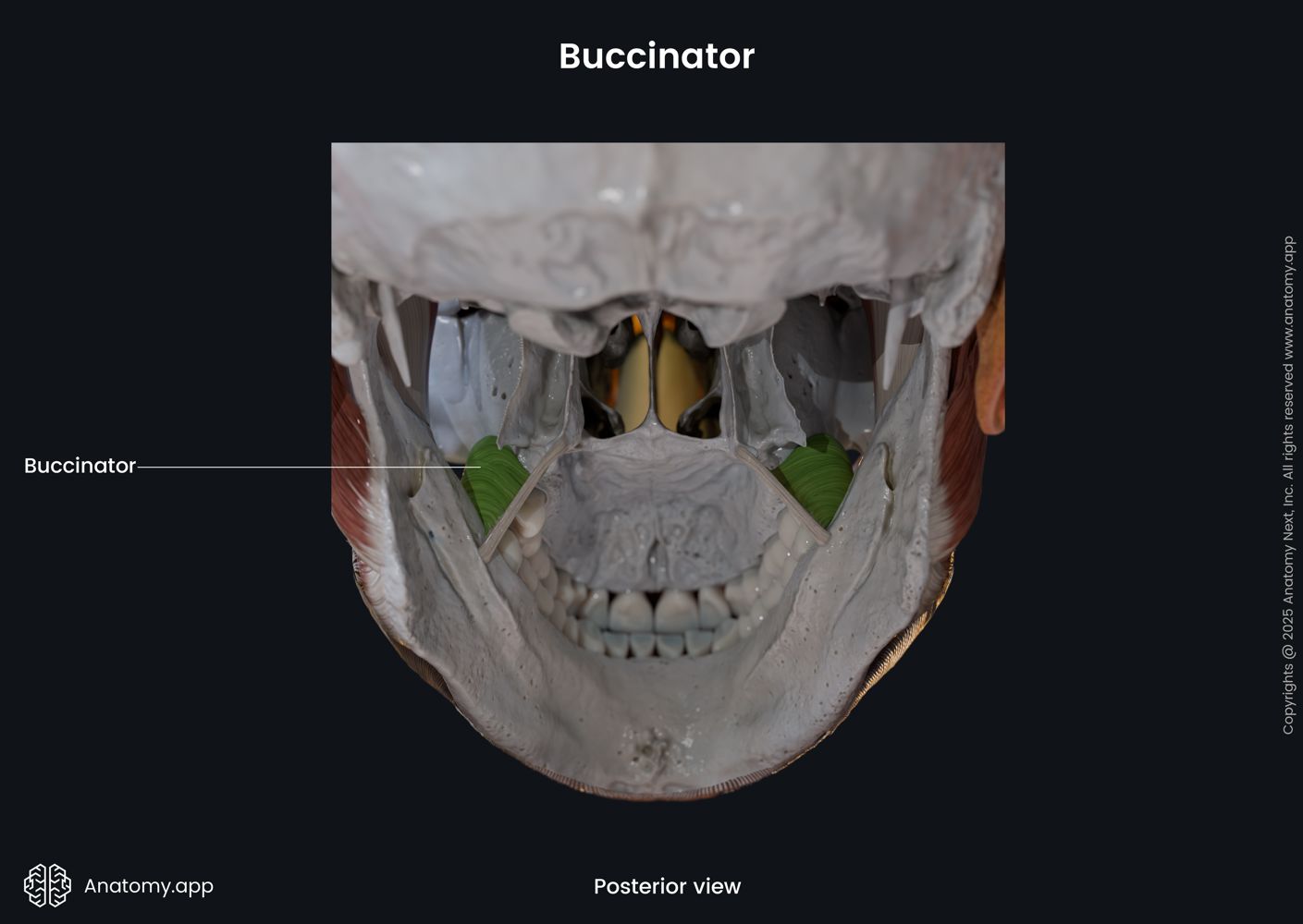 Buccinator | Anatomy.app