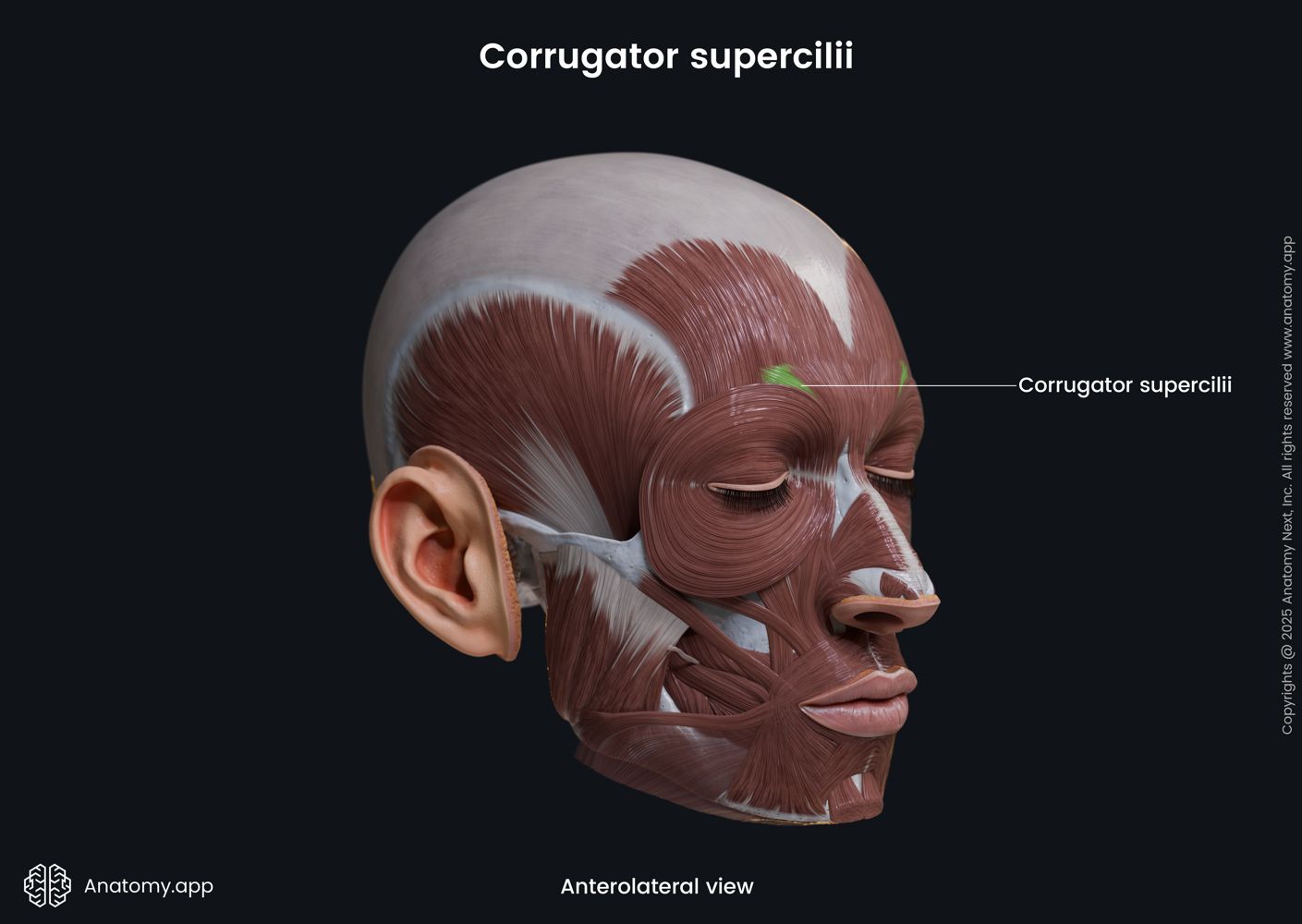 Corrugator supercilii | Anatomy.app