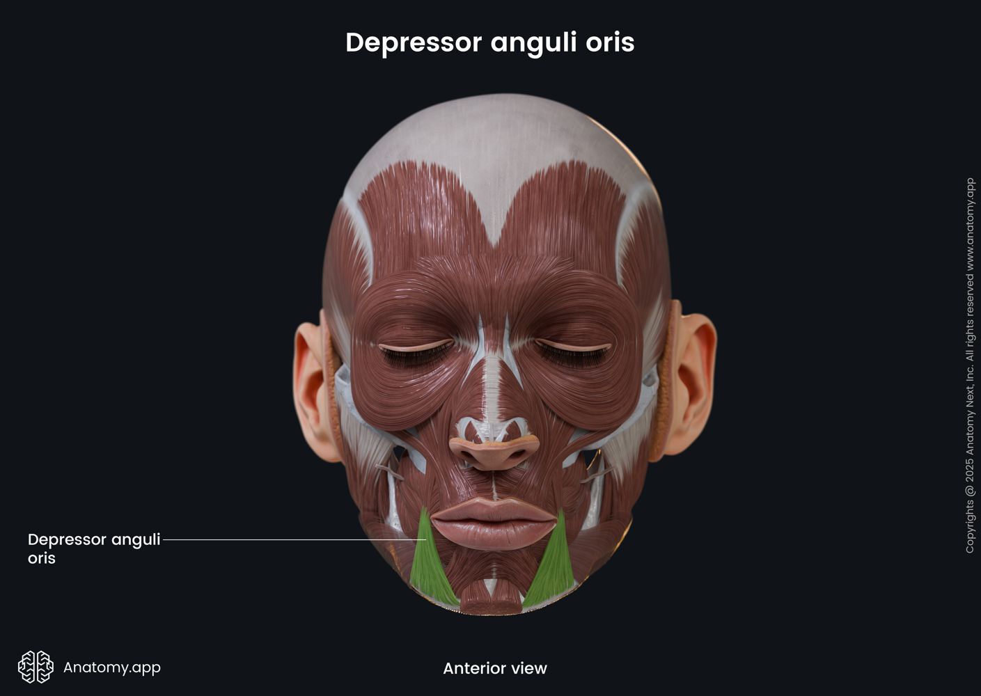 Depressor anguli oris | Anatomy.app