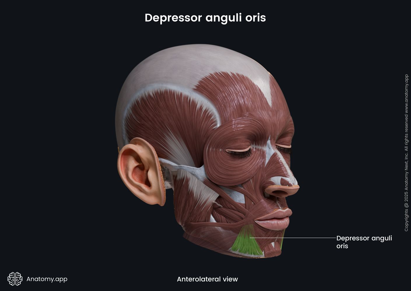 Depressor anguli oris | Anatomy.app