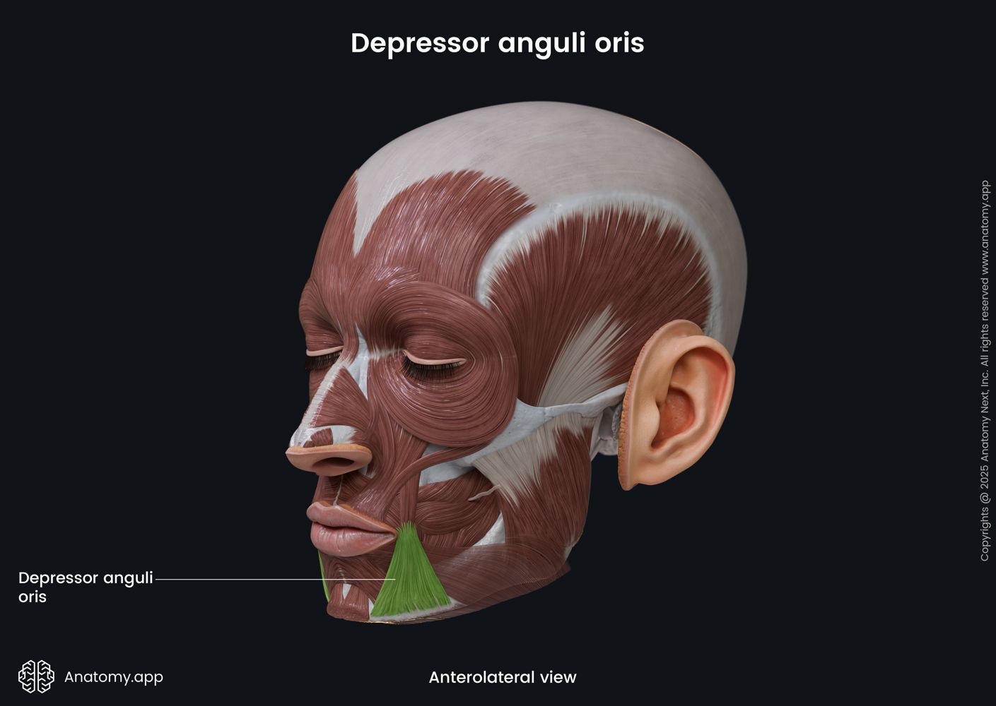 Depressor anguli oris | Anatomy.app
