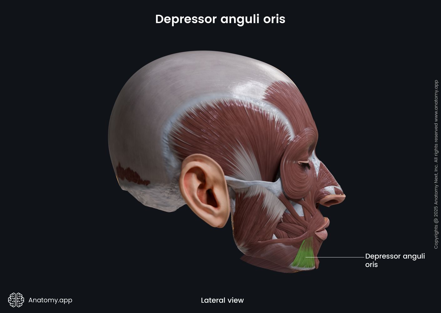 Depressor anguli oris | Anatomy.app