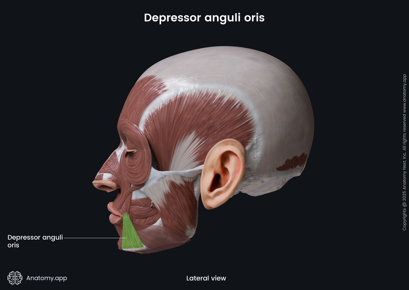 Depressor anguli oris | Anatomy.app