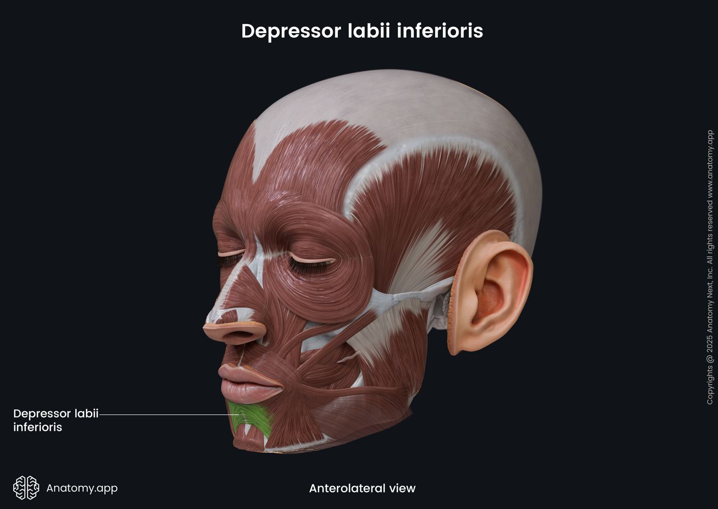 Depressor labii inferioris | Anatomy.app