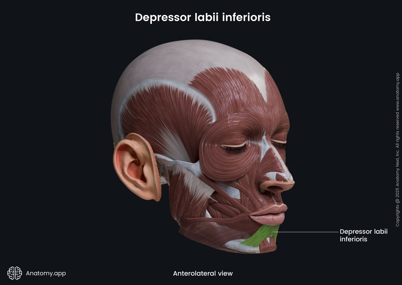 Depressor labii inferioris | Anatomy.app
