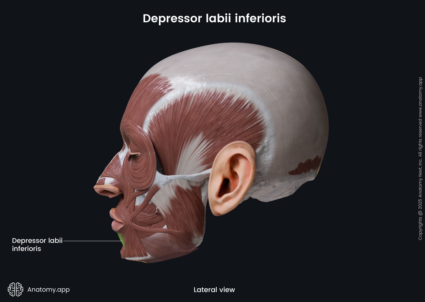 Depressor labii inferioris | Anatomy.app