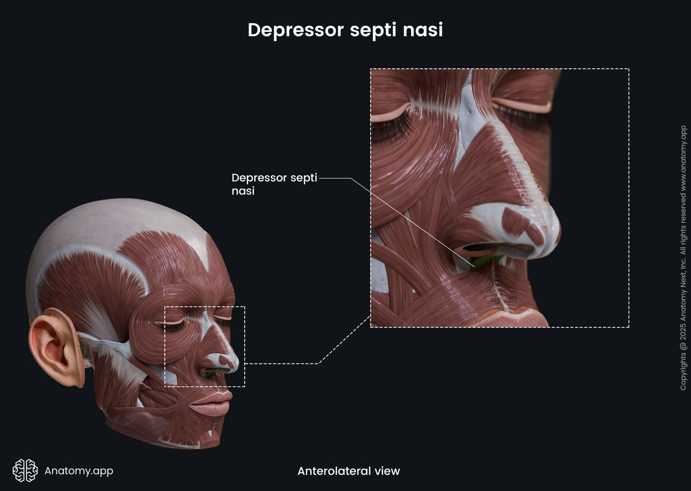 Depressor septi nasi | Anatomy.app