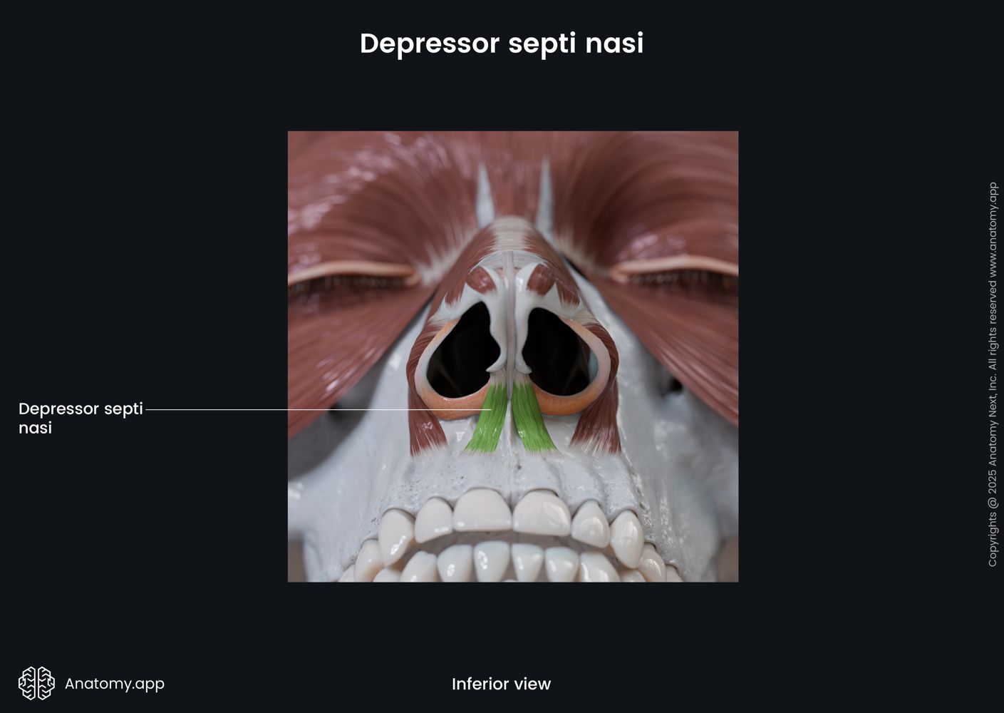 Depressor septi nasi | Anatomy.app