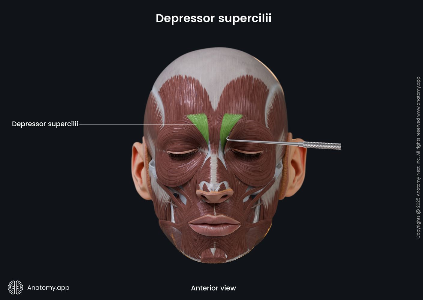 Depressor supercilii | Anatomy.app