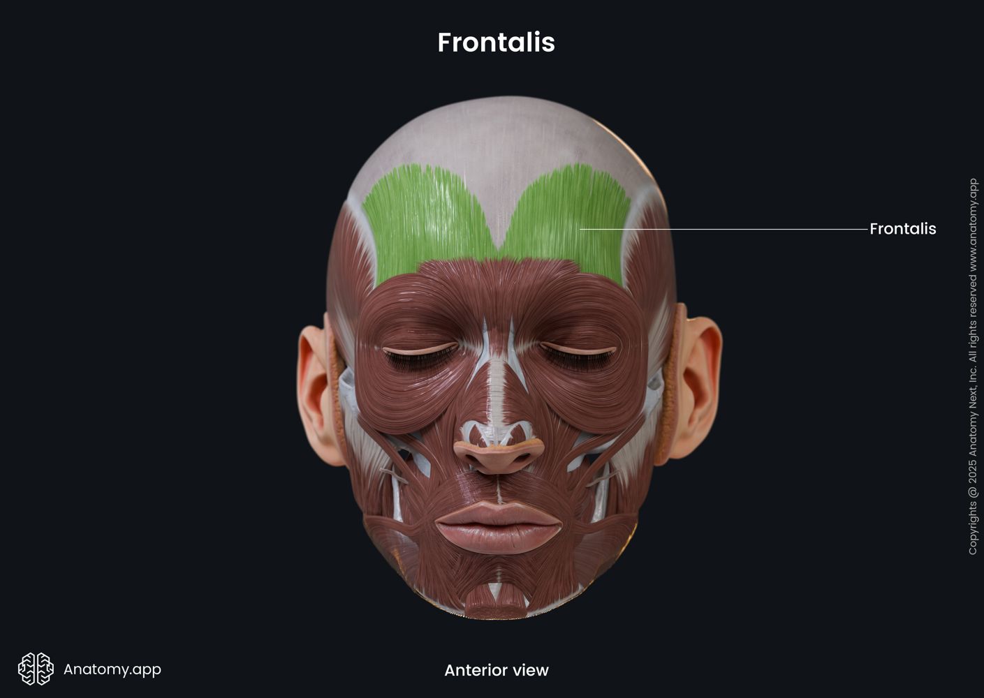 Frontal belly of occipitofrontalis | Anatomy.app