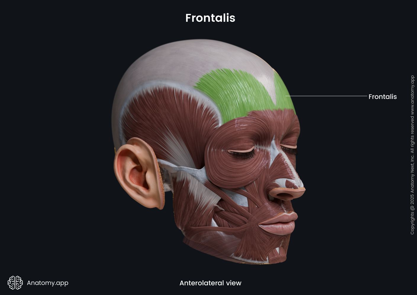 Frontal belly of occipitofrontalis | Anatomy.app