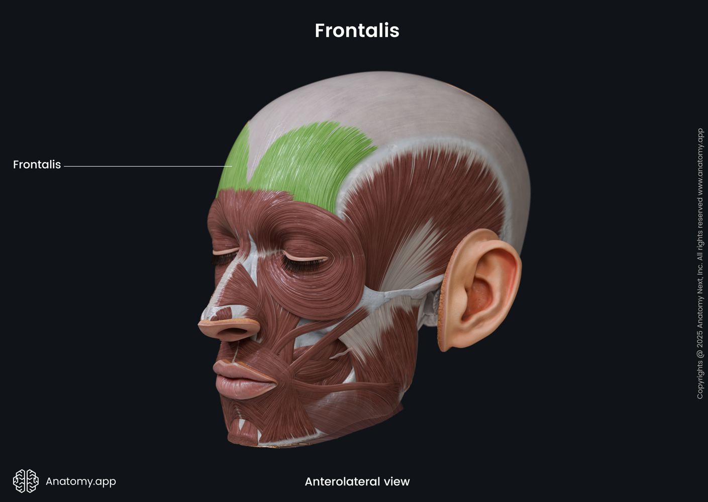 Frontal belly of occipitofrontalis | Anatomy.app