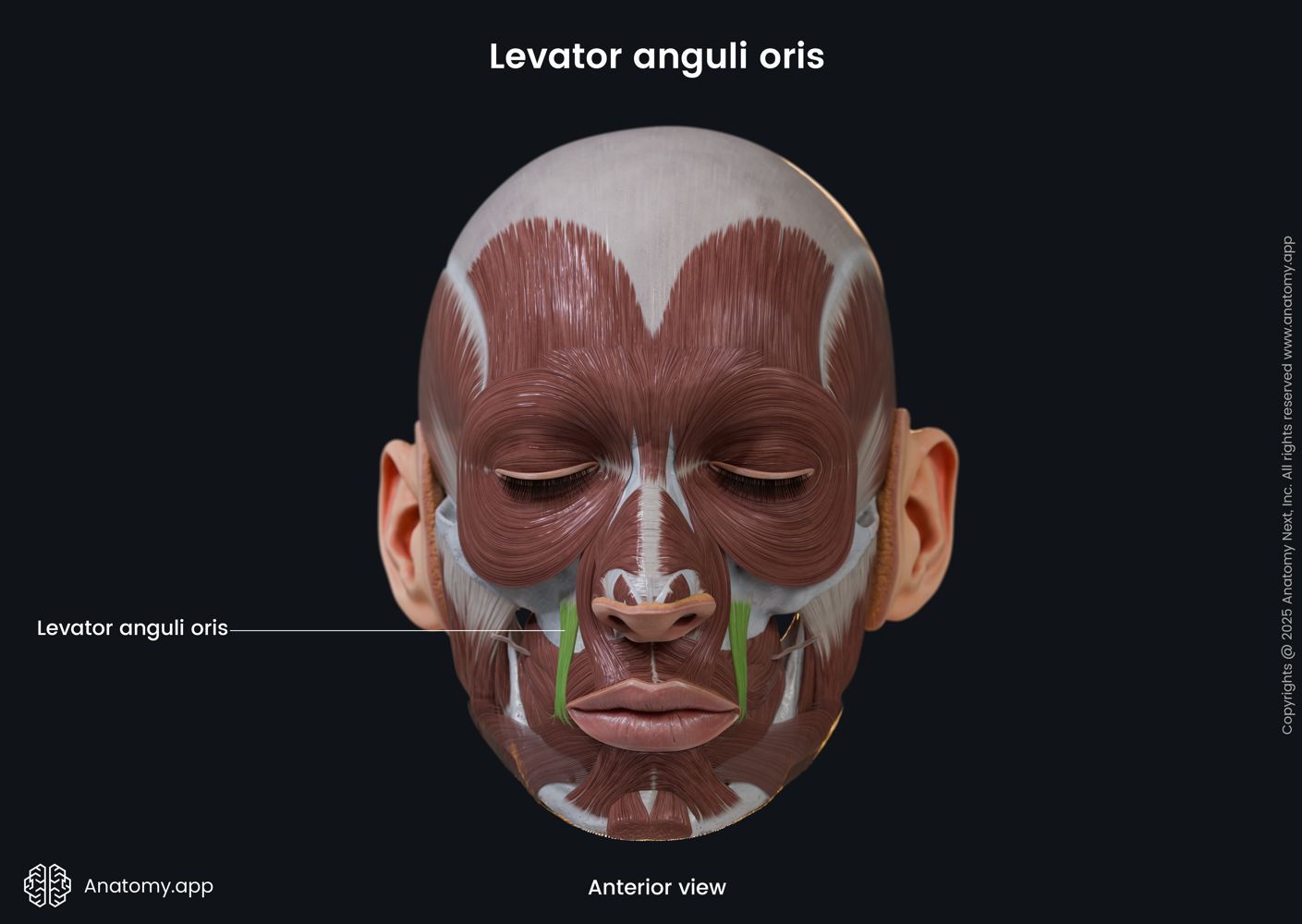 Levator anguli oris | Anatomy.app