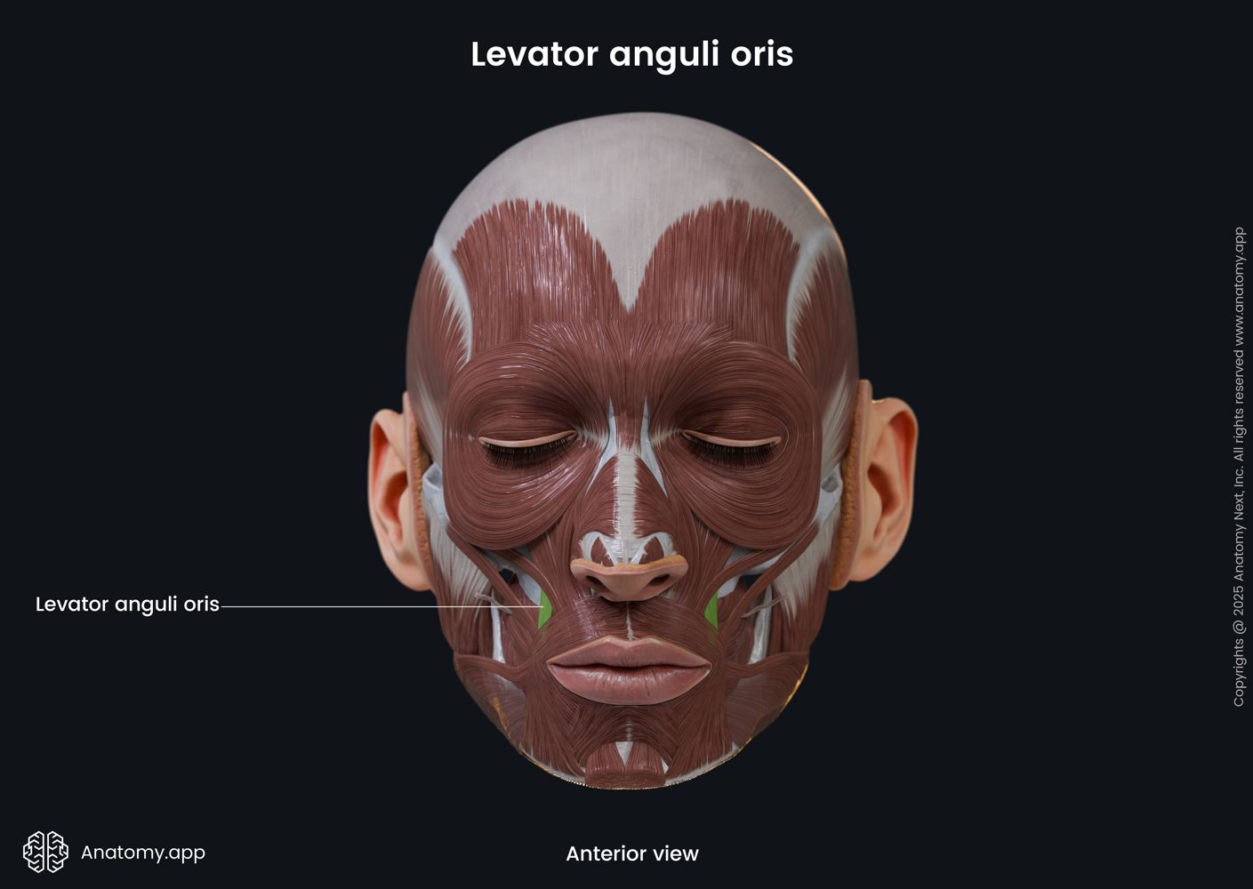 Levator anguli oris | Anatomy.app