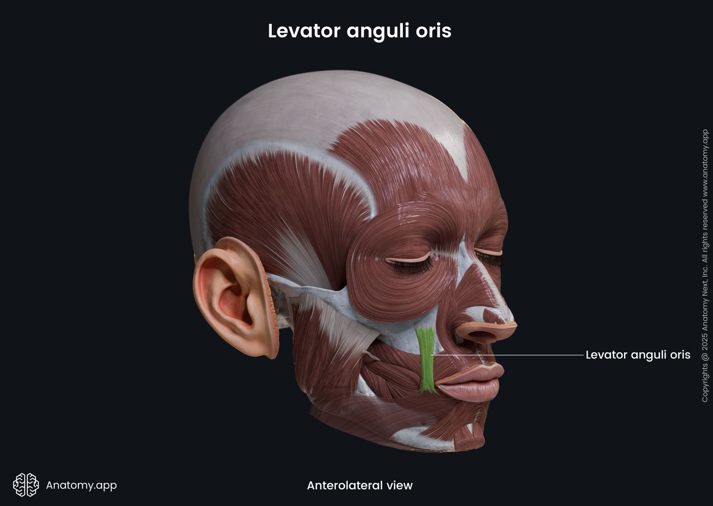 Levator anguli oris | Anatomy.app
