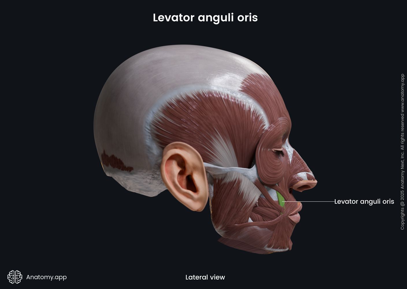 Levator anguli oris | Anatomy.app