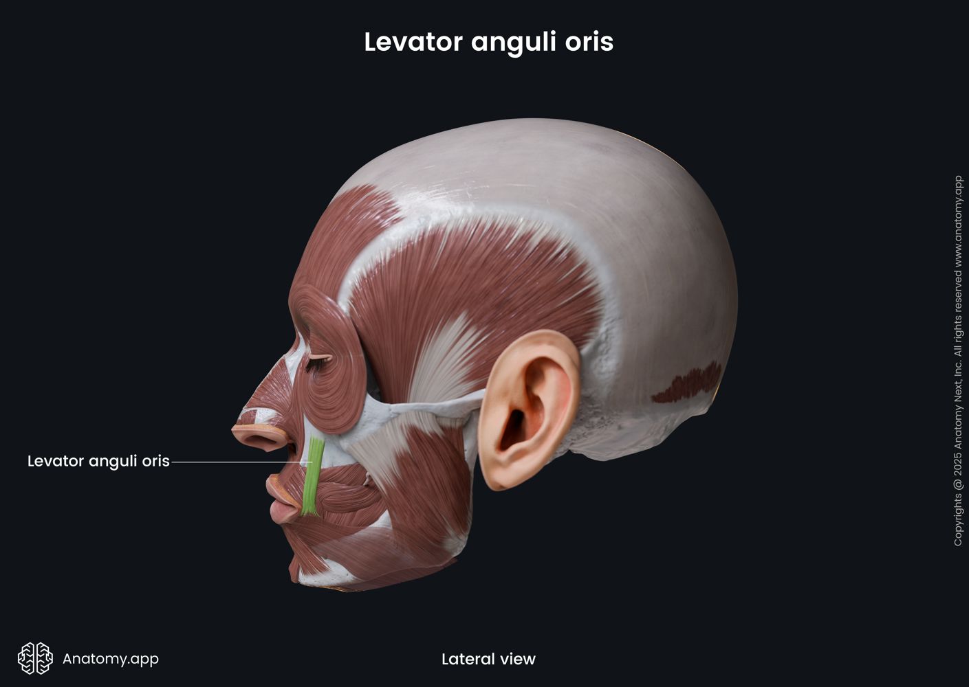 Levator anguli oris | Anatomy.app