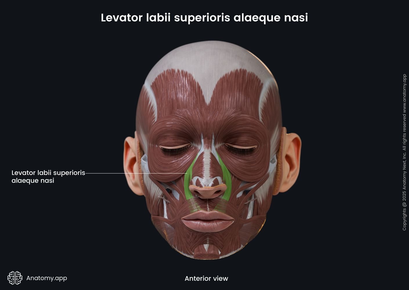 Levator labii superioris alaeque nasi | Anatomy.app