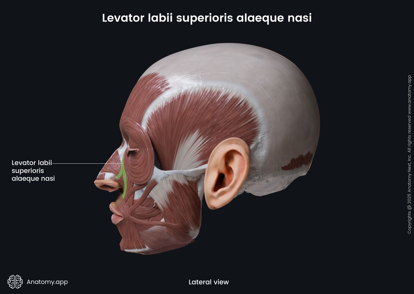 Levator labii superioris alaeque nasi | Anatomy.app