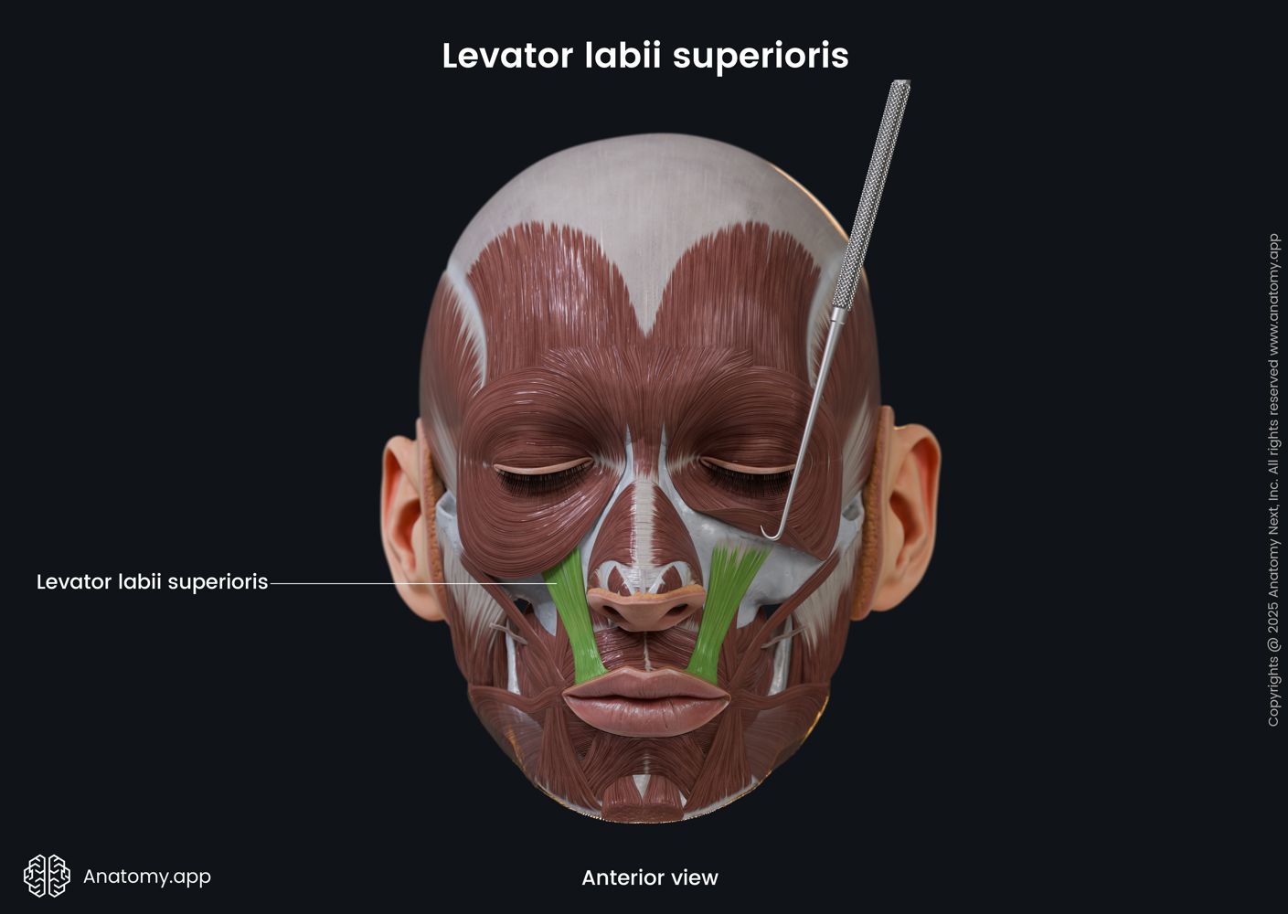 Levator labii superioris | Anatomy.app