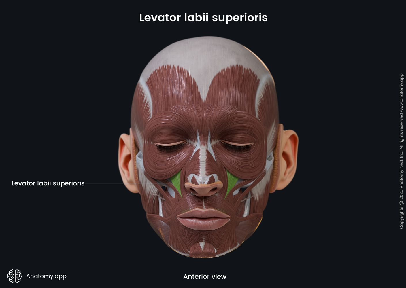 Levator labii superioris | Anatomy.app