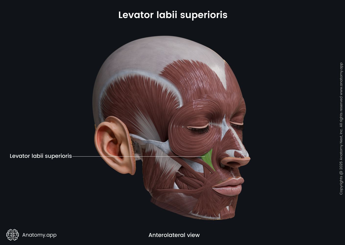 Levator labii superioris | Anatomy.app
