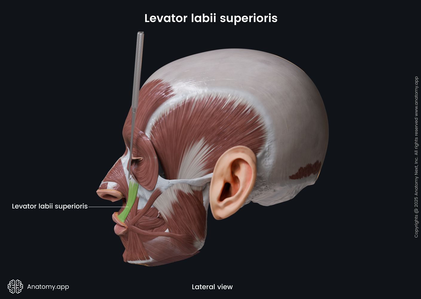 Levator labii superioris | Anatomy.app