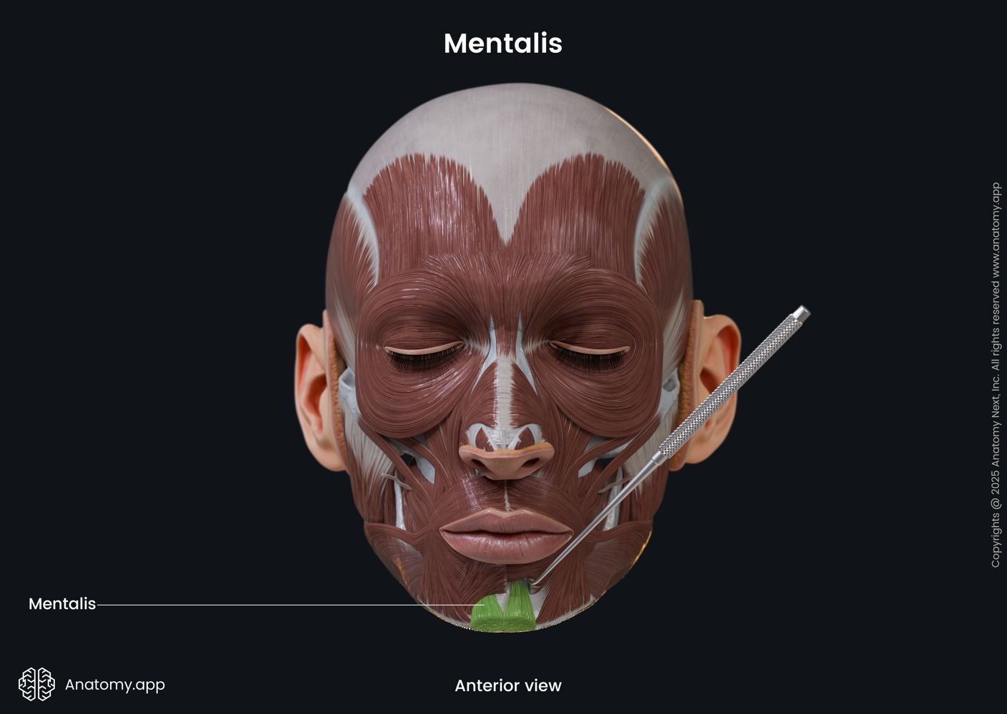 Mentalis | Anatomy.app