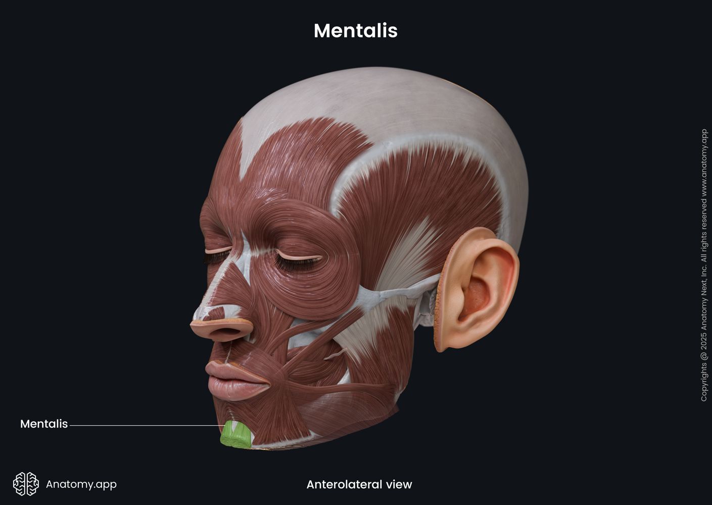 Mentalis | Anatomy.app