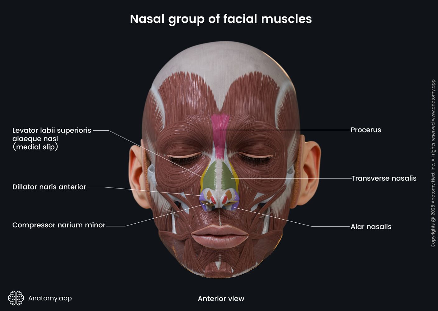 Facial muscles | Anatomy.app
