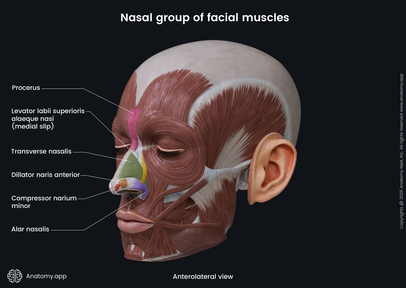 Facial muscles | Anatomy.app