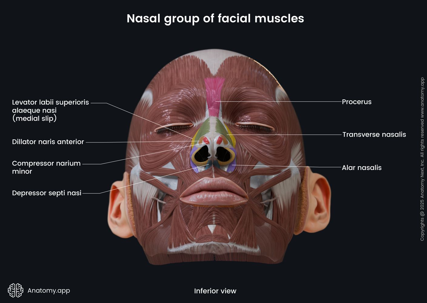 Facial muscles | Anatomy.app
